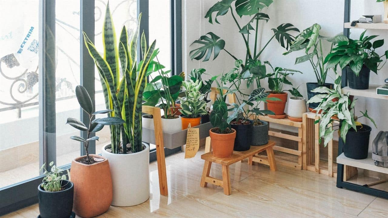 A Guide to House Plant Care: Coddling Your Green Babies!